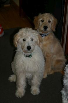 Mini Goldendoodles Archives - Pamsdollhouse