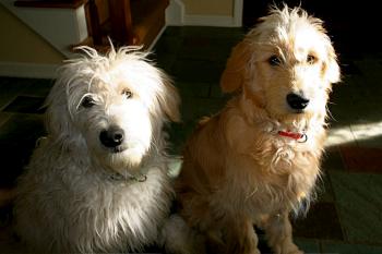 Max & Cooper - Kruger Doodles